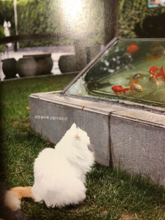 - 박물관 관장집사와 여섯 고양이들 - 사락리뷰