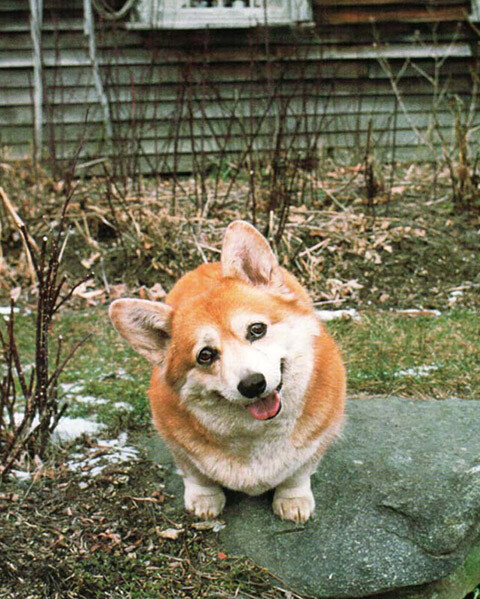 코기빌 마을 축제 서평단 모집 이벤트