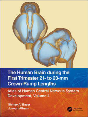 Human Brain during the First Trimester 21- to 23-mm Crown-Rump Lengths ...