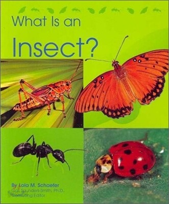 What Is an Insect? - 예스24