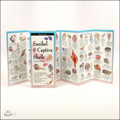 Sanibel & Captiva Shells and Beach Life - 예스24