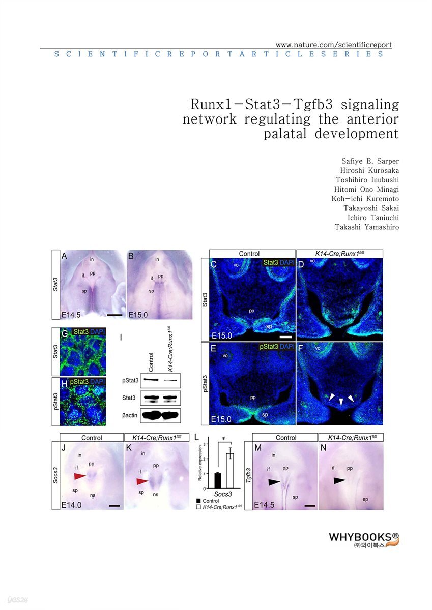 [전자책] Runx1-Stat3-Tgfb3 signaling network regulating the anterior palatal development - 예스24