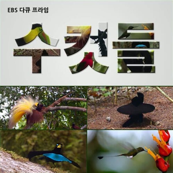 EBS 수컷들 (녹화물) - 예스24