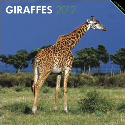 2012 Giraffes Square 12X12 Wall Calendar - 예스24