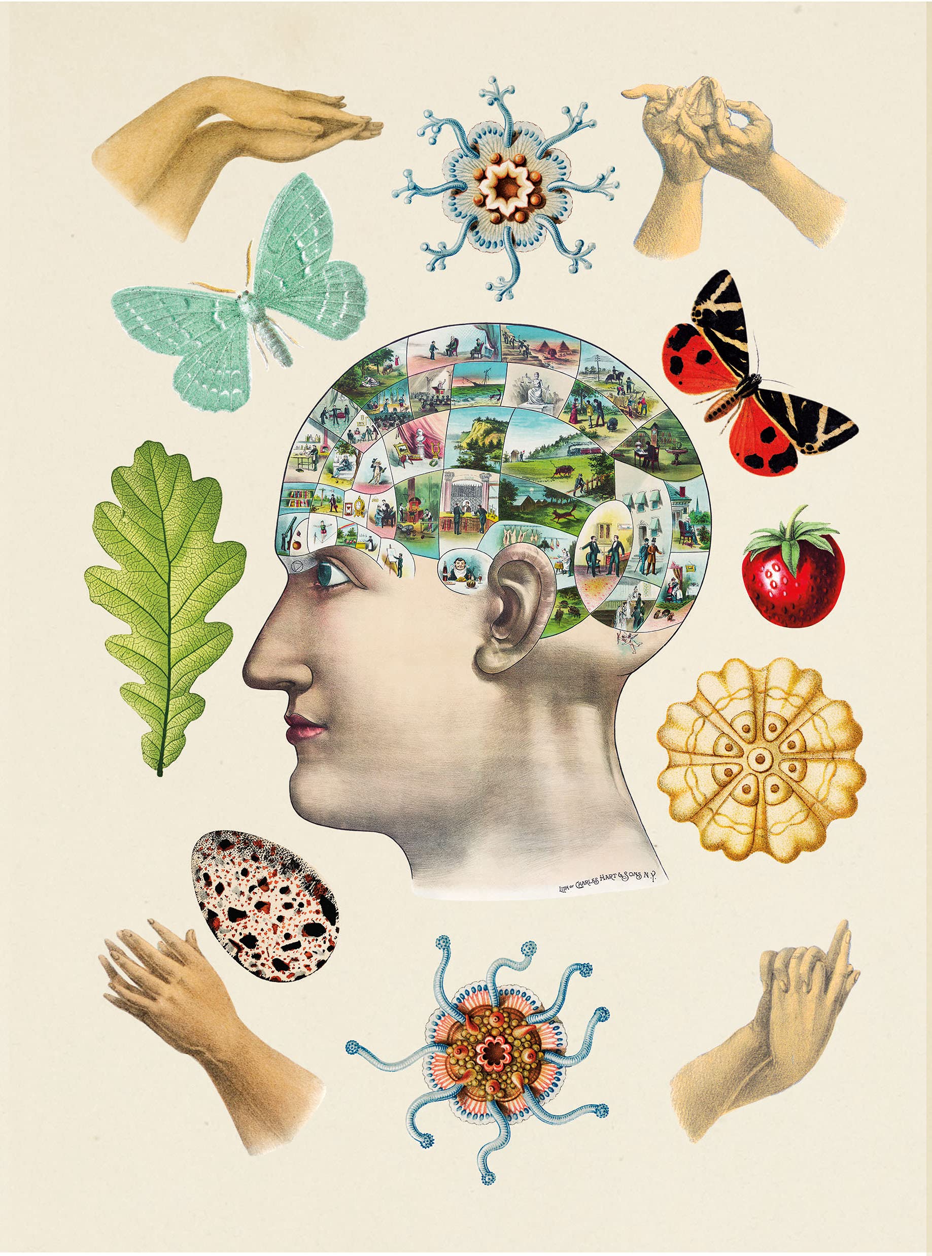 The Antiquarian Sticker Book: Over 1,000 Exquisite Victorian Stickers ...