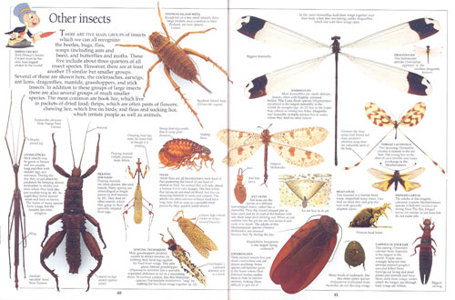 DK Eyewitness Guides : Insects | Laurence Mound | DK - 예스24
